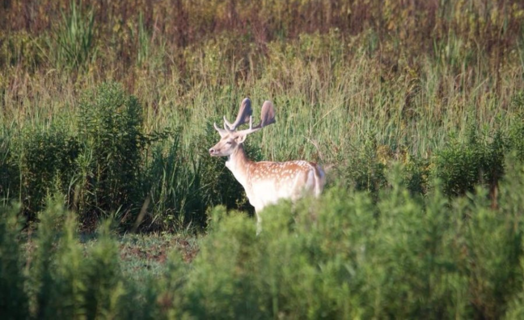 The Best Fallow Deer Hunting in Alabama | Exotic Hunts at Soggy Bottom ...